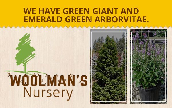 Web Design Agency - WordPress, Shopify, Magento Experts